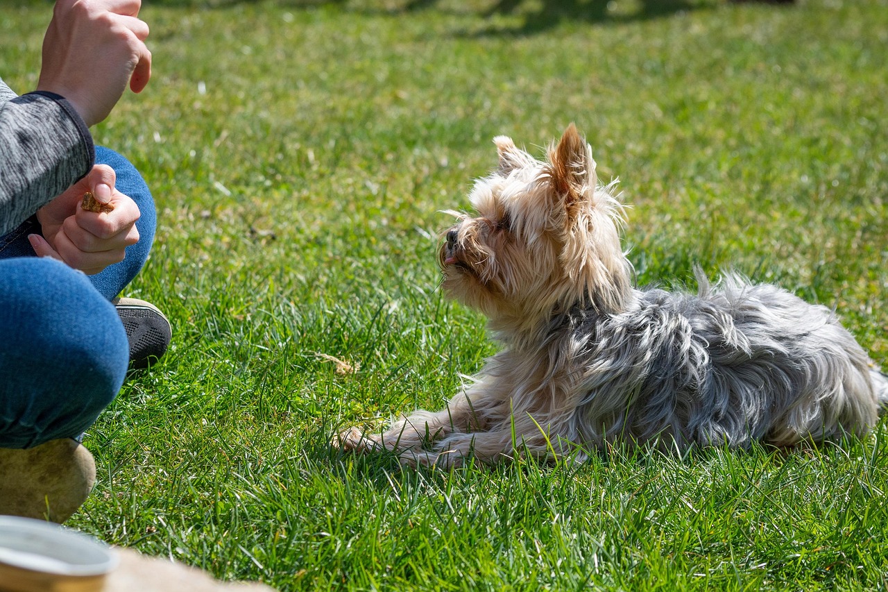 How to Get Started with Canine Clicker Training at Home - My Pet Master